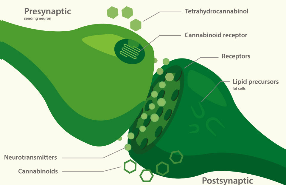 Understanding the Role of the Endocannabinoid System in Pain Managemen ...
